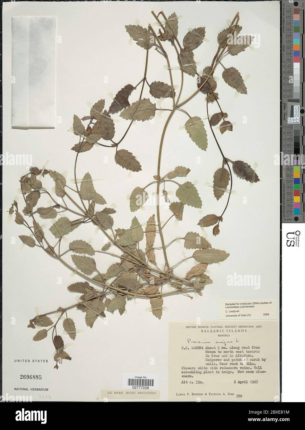 Prasium majus hi-res stock photography and images - Alamy