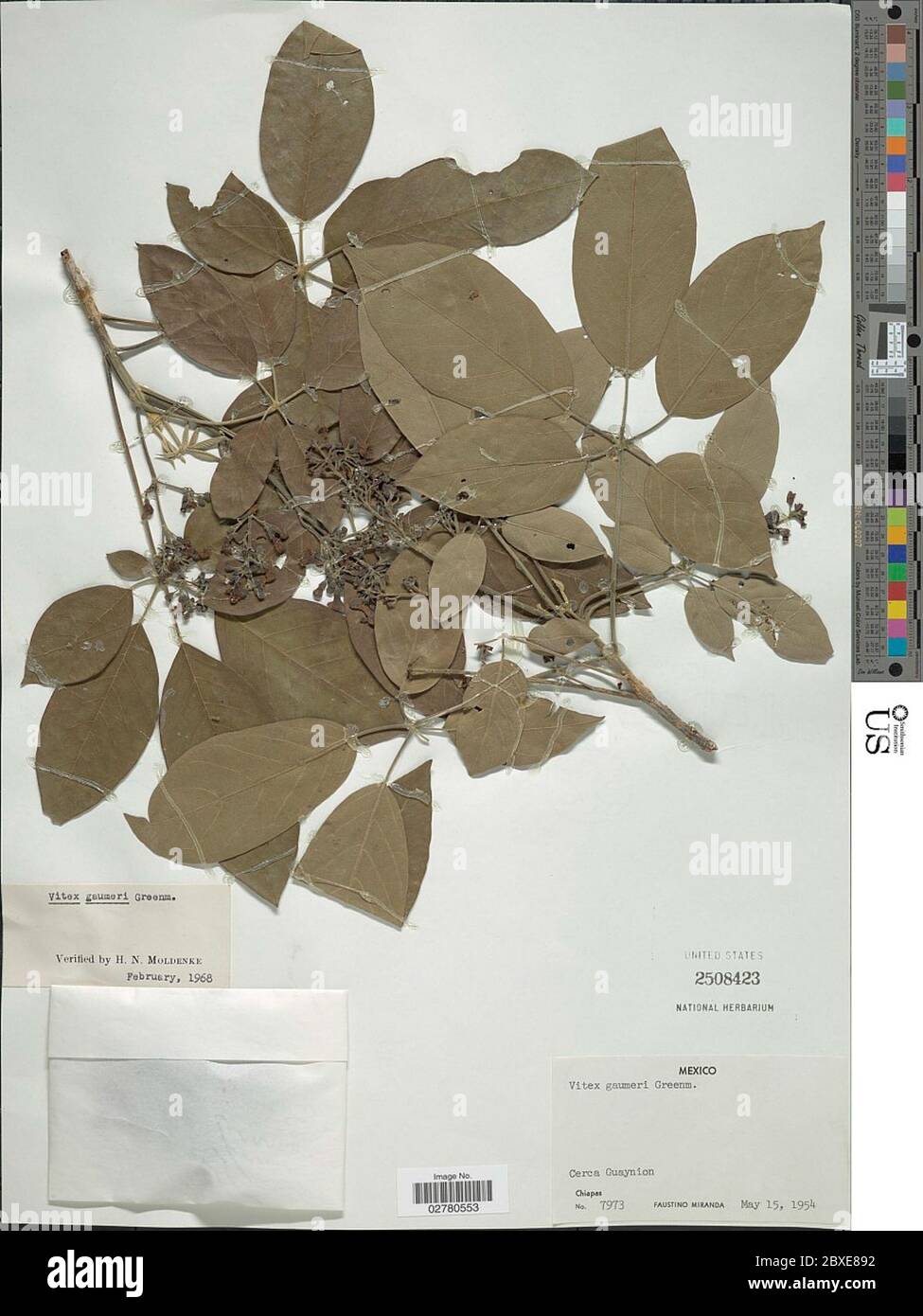 Vitex gaumeri hi-res stock photography and images - Alamy