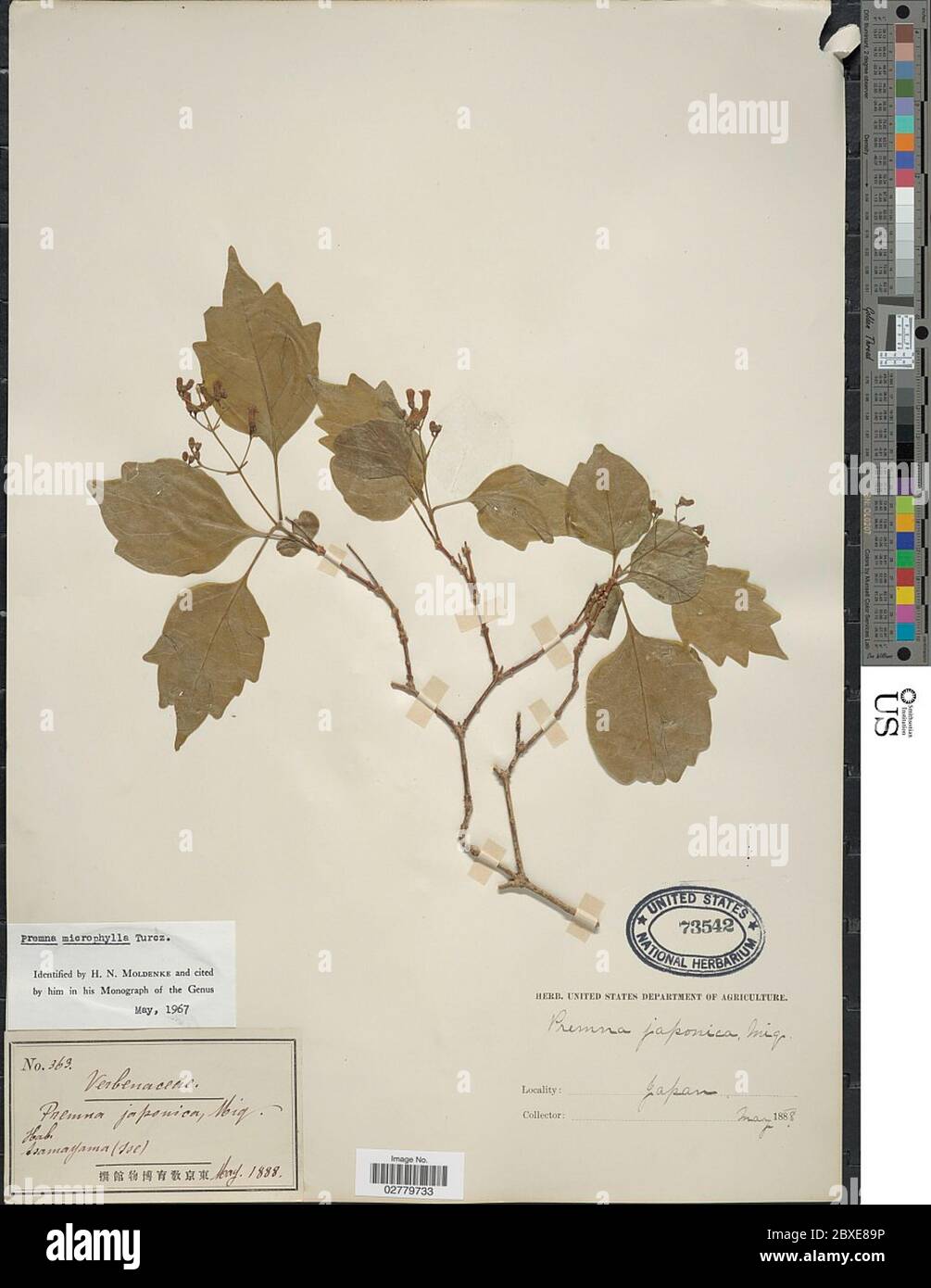 Premna microphylla Turcz Premna microphylla Turcz Stock Photo - Alamy