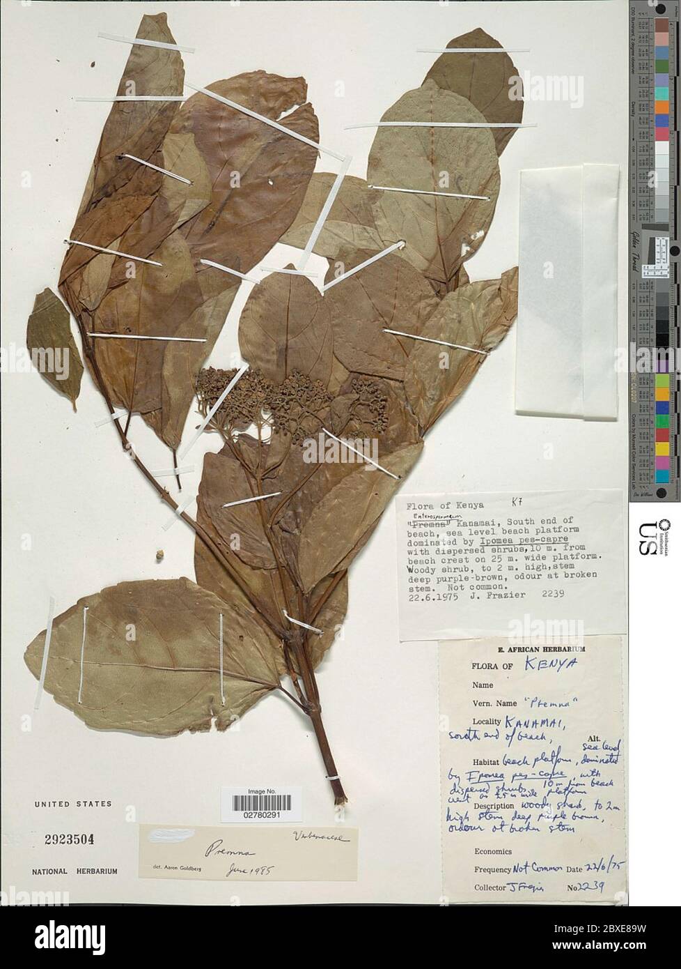 Premna sp Premna sp Stock Photo - Alamy