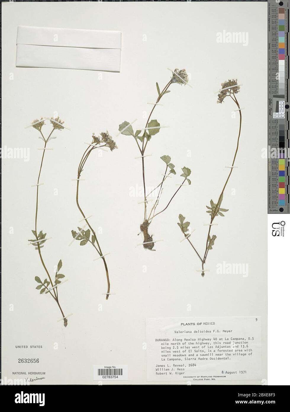 Valeriana deltoidea FG Mey Valeriana deltoidea FG Mey Stock Photo - Alamy