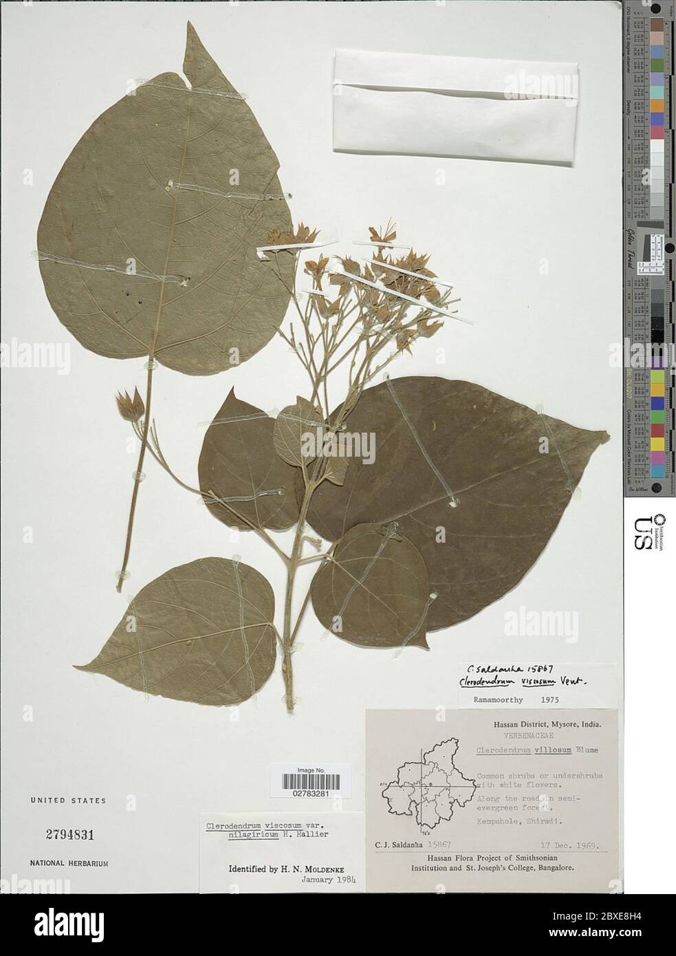 Clerodendrum viscosum Clerodendrum viscosum Stock Photo - Alamy