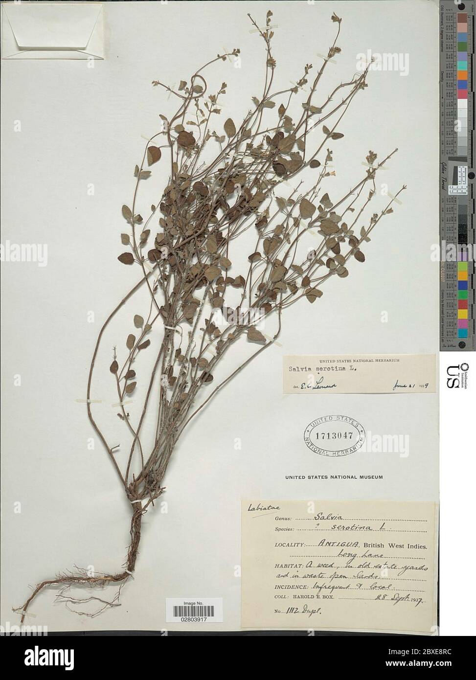 Salvia serotina L Salvia serotina L Stock Photo - Alamy