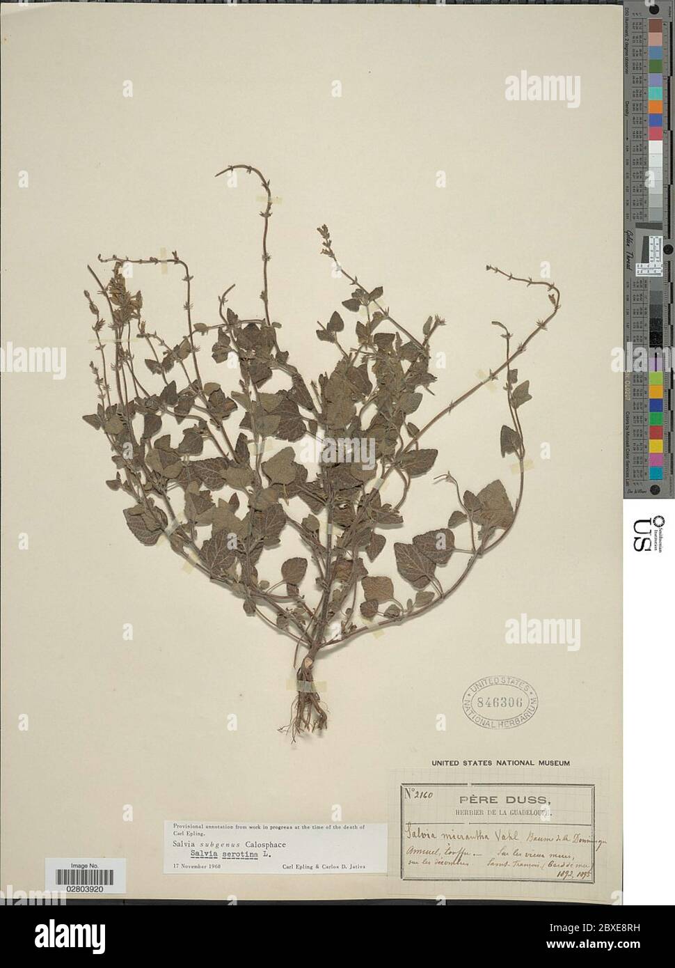 Salvia serotina L Salvia serotina L Stock Photo - Alamy