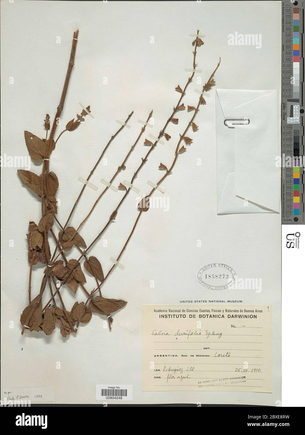 Salvia durifolia Epling Salvia durifolia Epling Stock Photo - Alamy