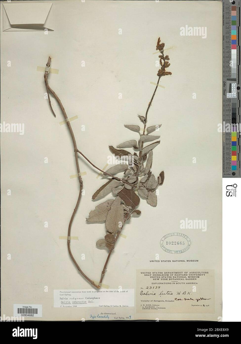 Salvia ochrantha Epling Salvia ochrantha Epling Stock Photo - Alamy