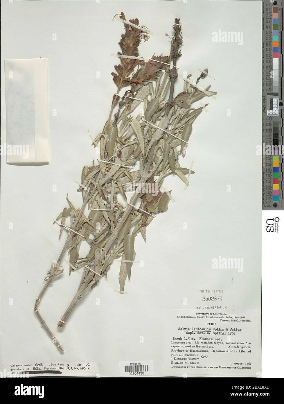 Salvia lanicaulis Epling Jtiva Salvia lanicaulis Epling Jtiva Stock ...