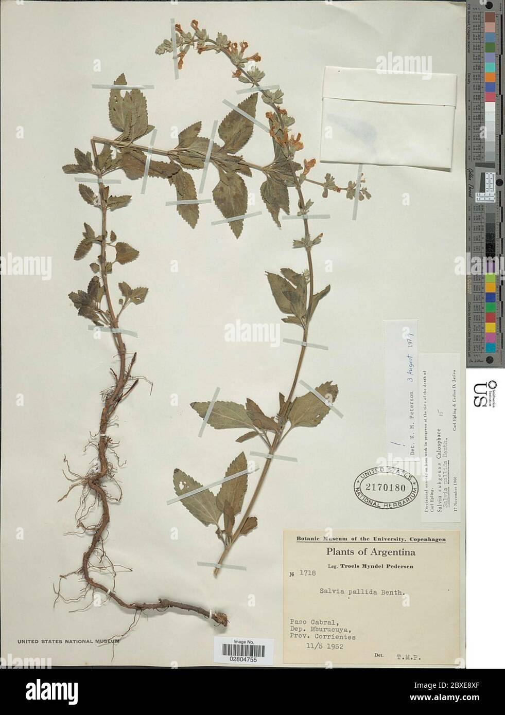 Salvia pallida Benth Salvia pallida Benth Stock Photo - Alamy