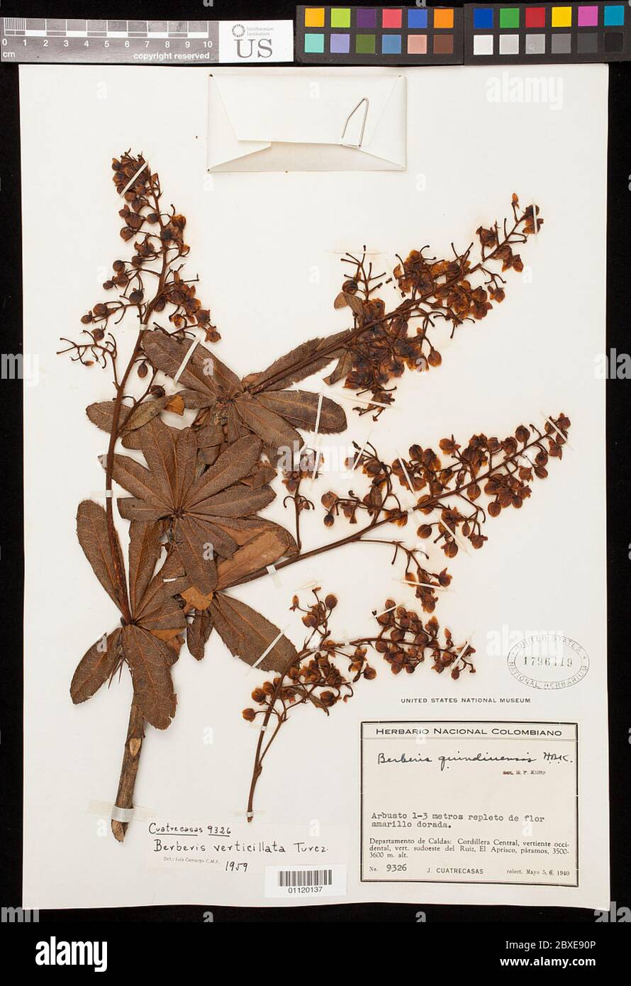 Berberis verticillata Turcz Berberis verticillata Turcz Stock Photo - Alamy