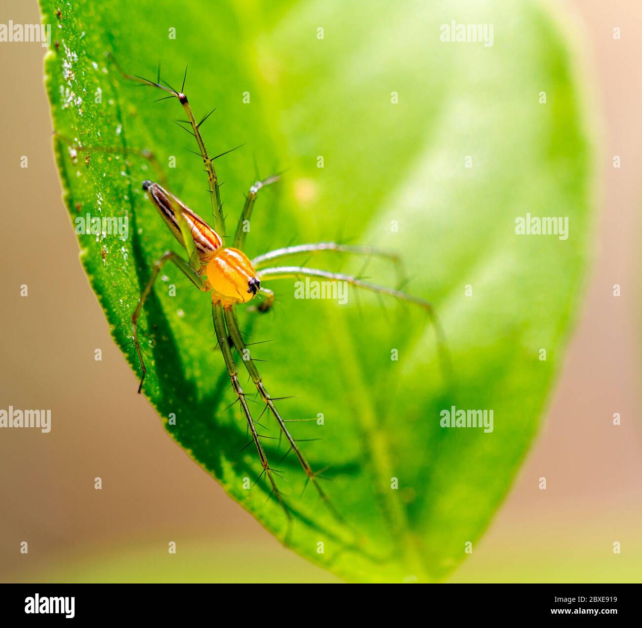 Queensland spiders hi-res stock photography and images - Alamy