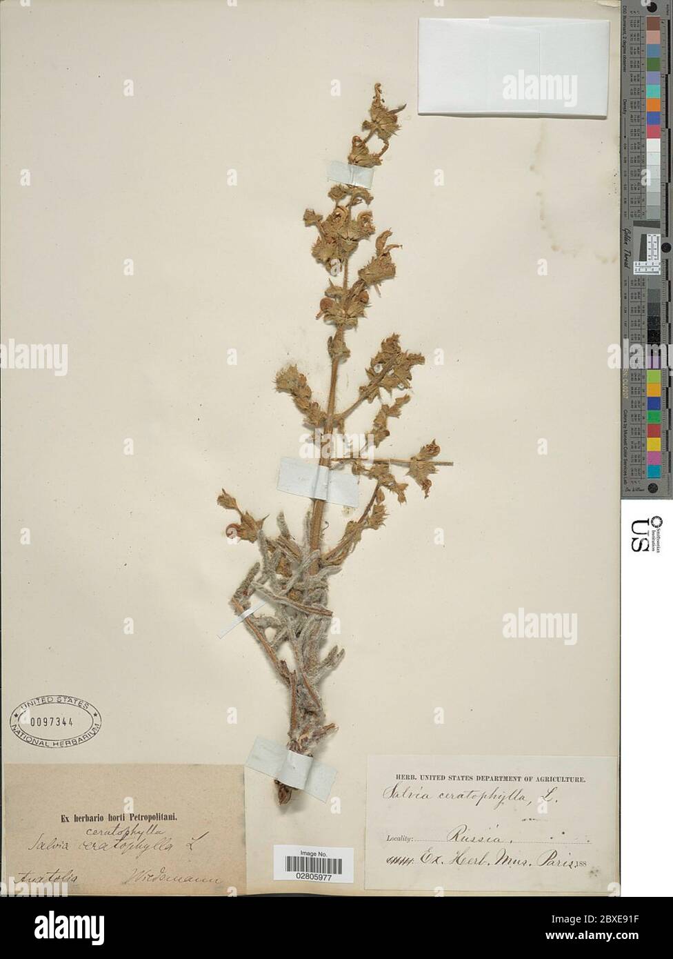 Salvia ceratophylla L Salvia ceratophylla L Stock Photo - Alamy