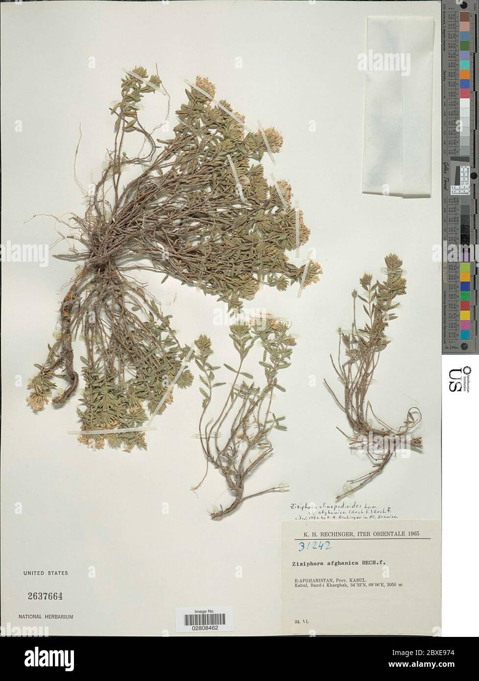 Ziziphora clinopodioides subsp afghanica Lam Ziziphora clinopodioides ...