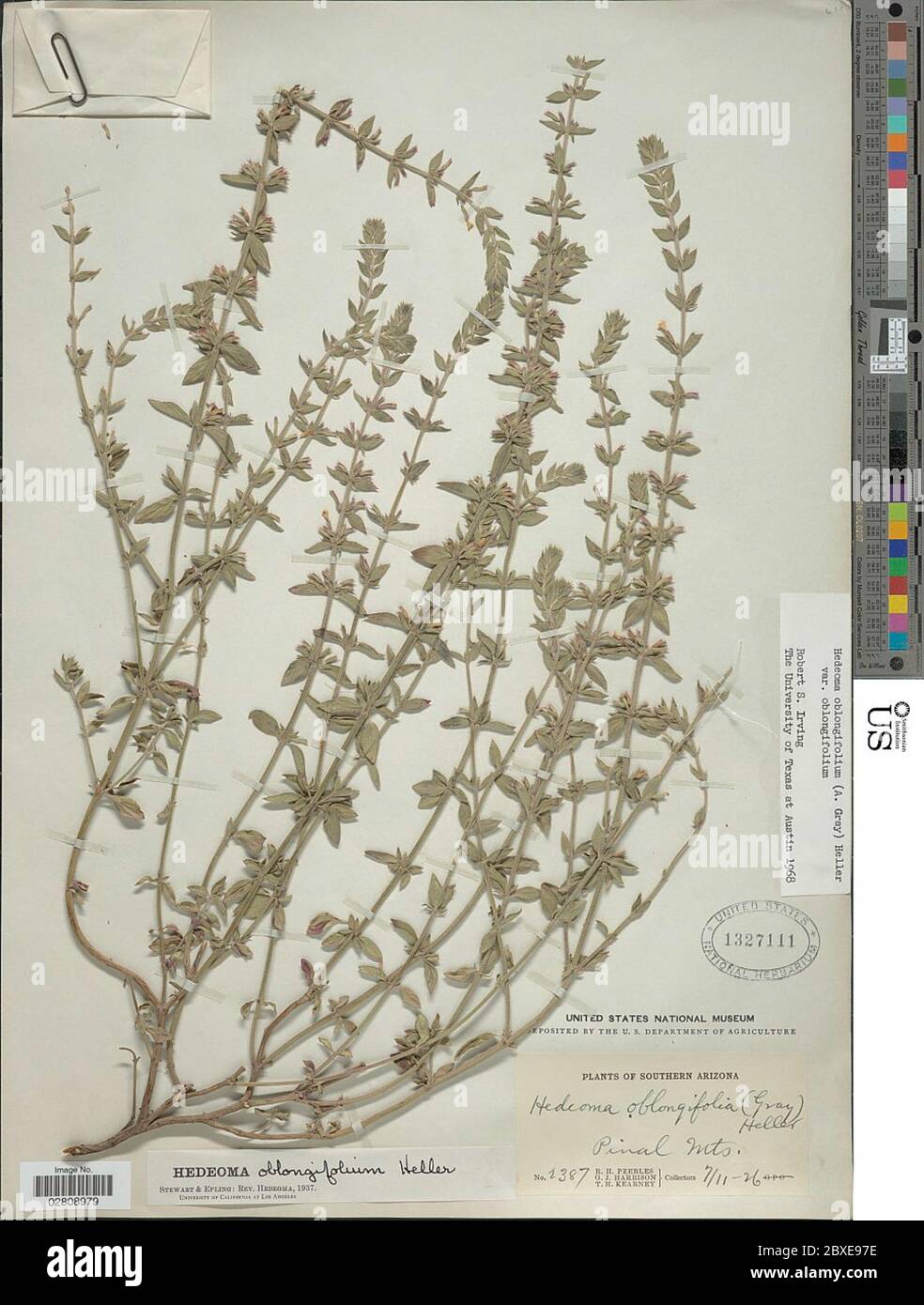 Hedeoma hi-res stock photography and images - Alamy