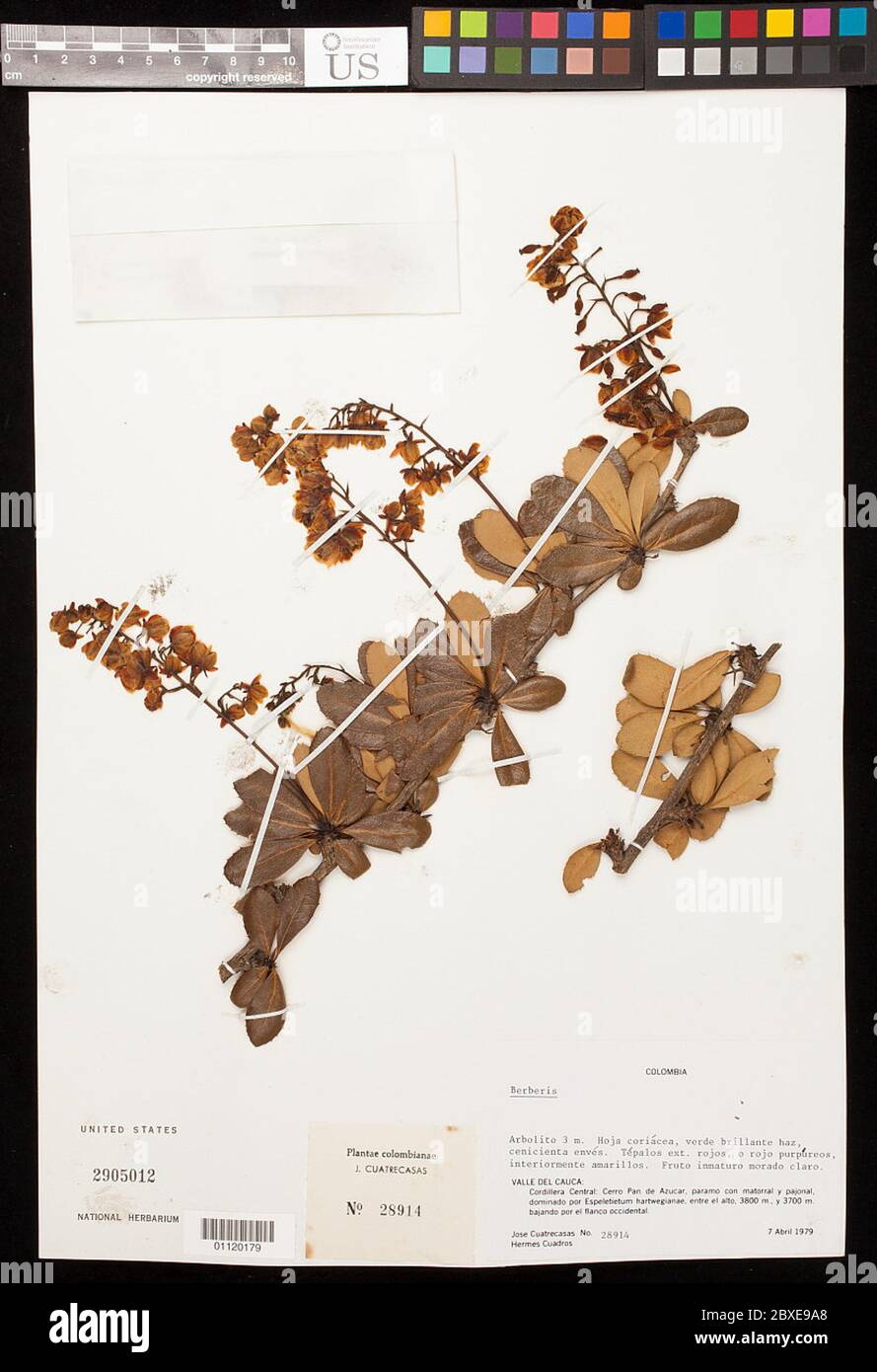 Berberis sp hi-res stock photography and images - Alamy