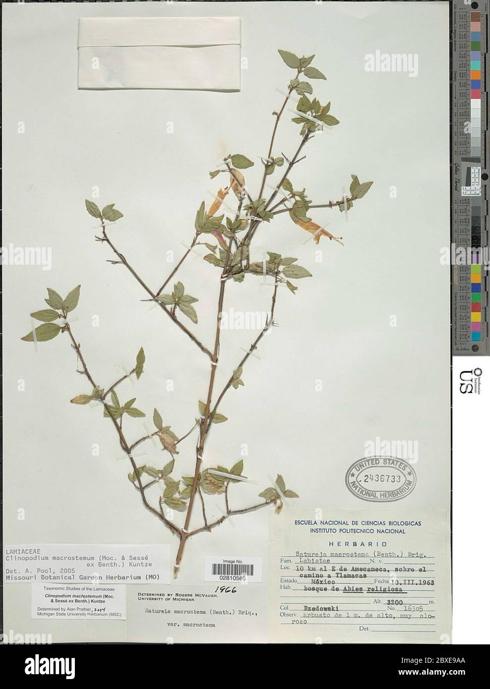 Clinopodium macrostemum Moc ex Benth Kuntze Clinopodium macrostemum Moc ...