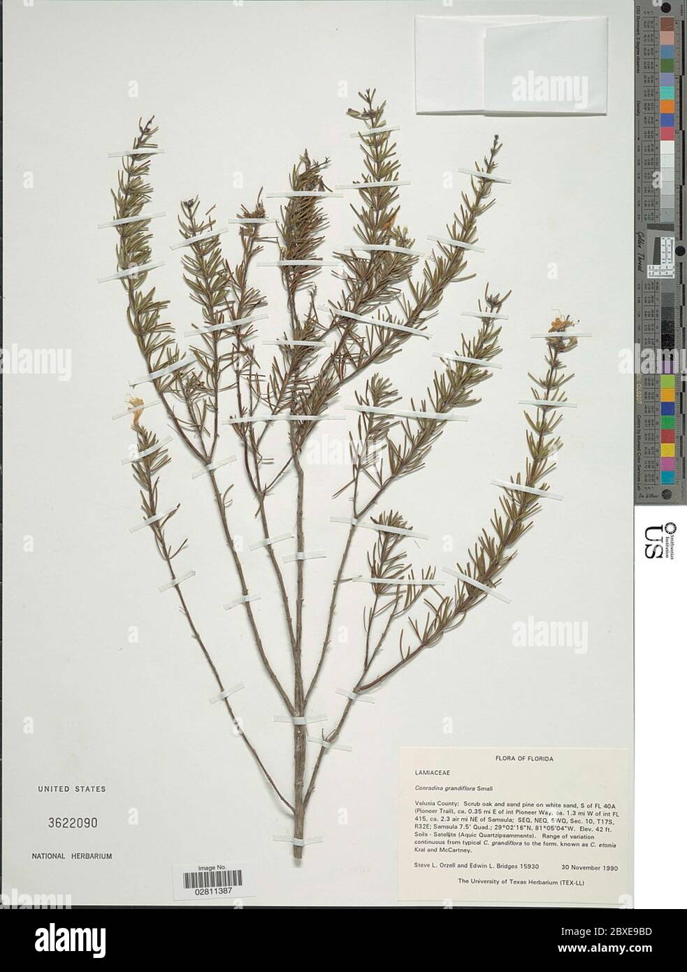 Conradina grandiflora Small Conradina grandiflora Small Stock Photo - Alamy