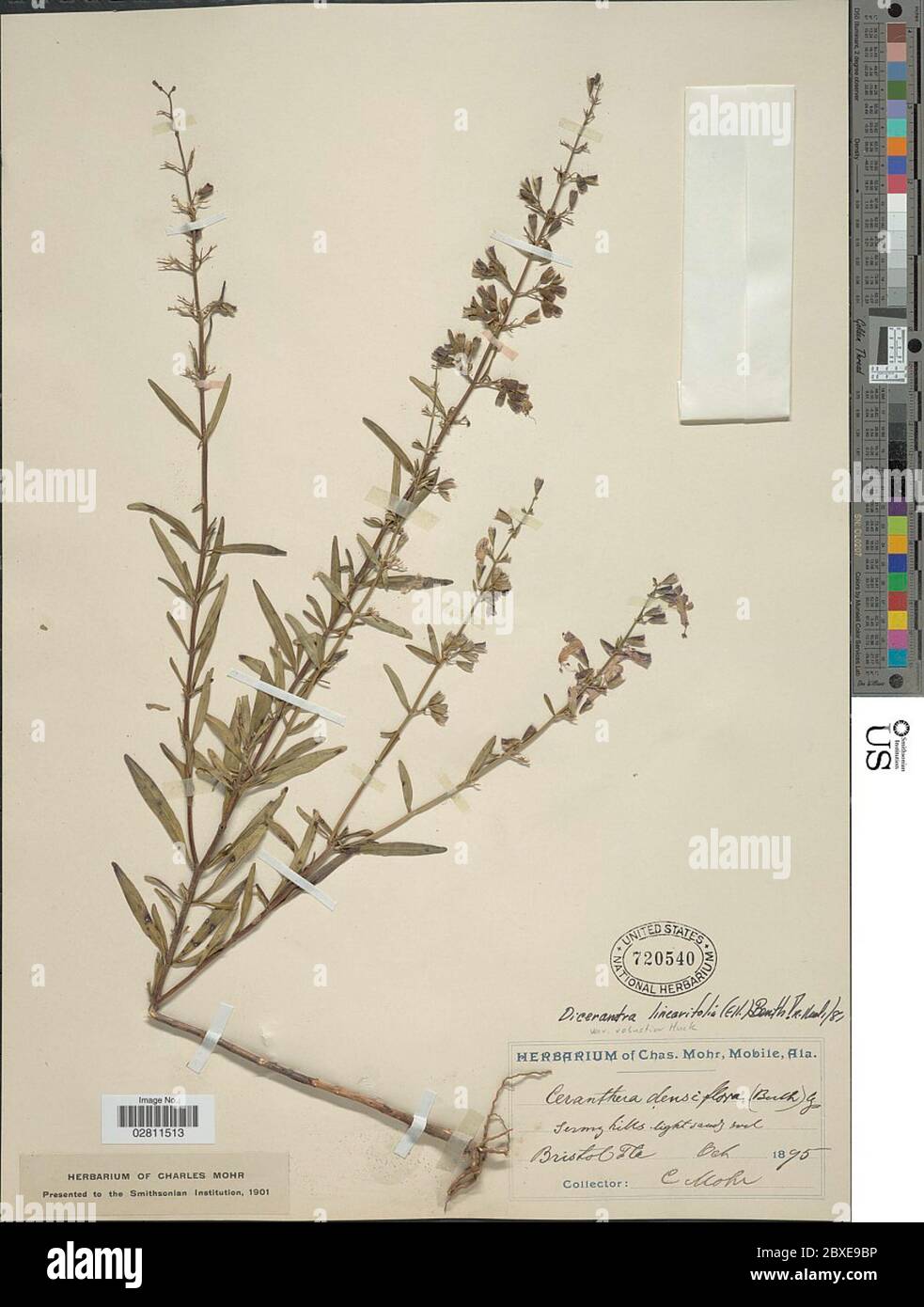 Dicerandra linearifolia var robustior Huck Dicerandra linearifolia var robustior Huck Stock ...