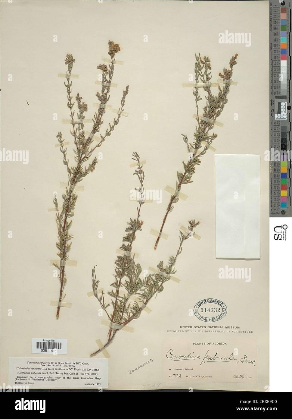 Conradina canescens Conradina canescens Stock Photo - Alamy