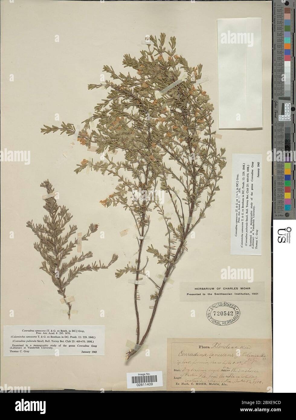 Conradina canescens Conradina canescens Stock Photo - Alamy