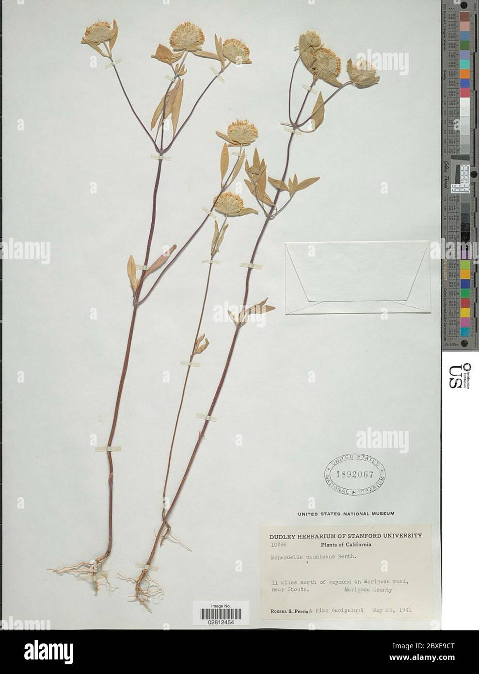 Monardella candicans Benth Monardella candicans Benth Stock Photo - Alamy