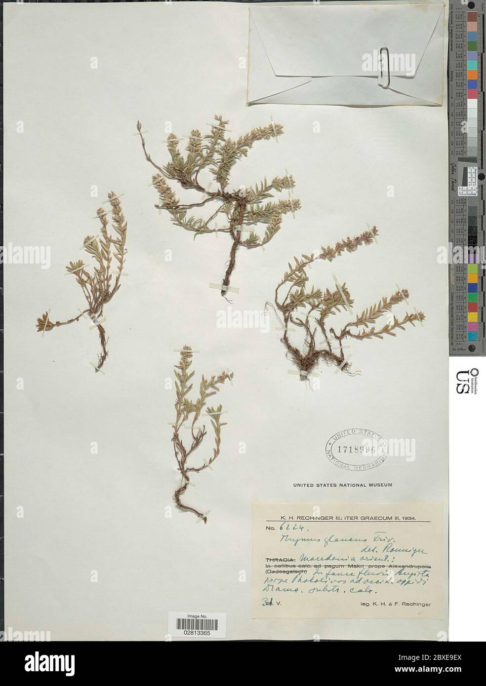 Thymus glaucus Friv ex Boiss Thymus glaucus Friv ex Boiss Stock Photo ...