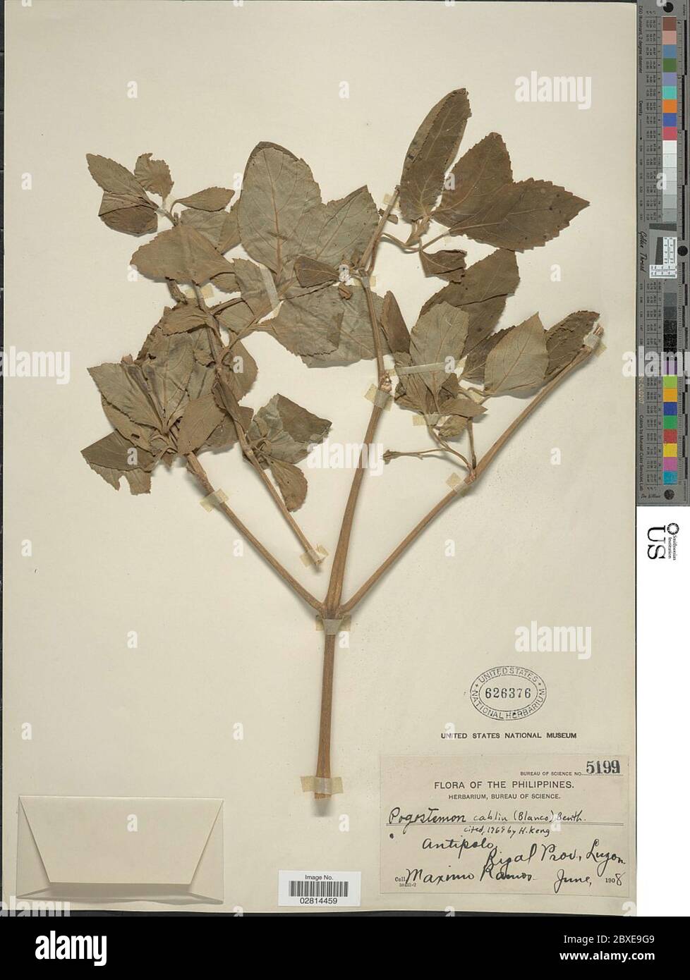 Pogostemon cablin blanco benth hi-res stock photography and images - Alamy