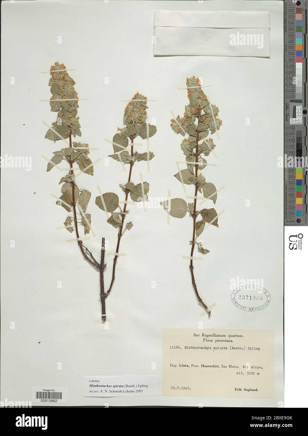 Minthostachys spicata Benth Epling Minthostachys spicata Benth Epling ...