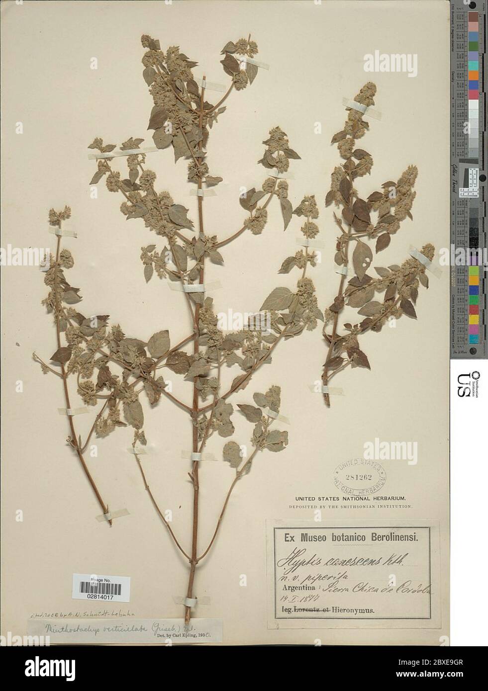 Minthostachys verticillata Griseb Epling Minthostachys verticillata ...