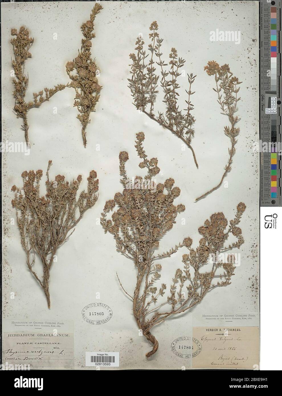Thyme thymus vulgaris mint hi-res stock photography and images - Alamy