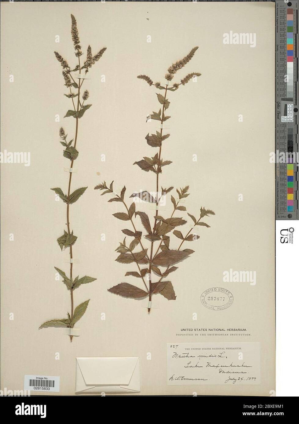 Mentha spicata L Mentha spicata L Stock Photo - Alamy