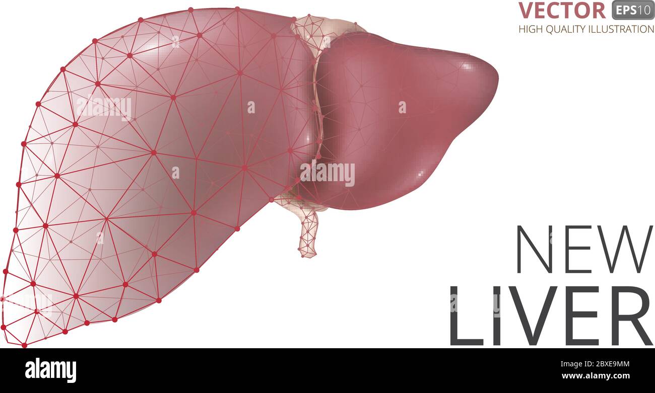 Realistic vector illustration of new human liver consisting of low-poly ...