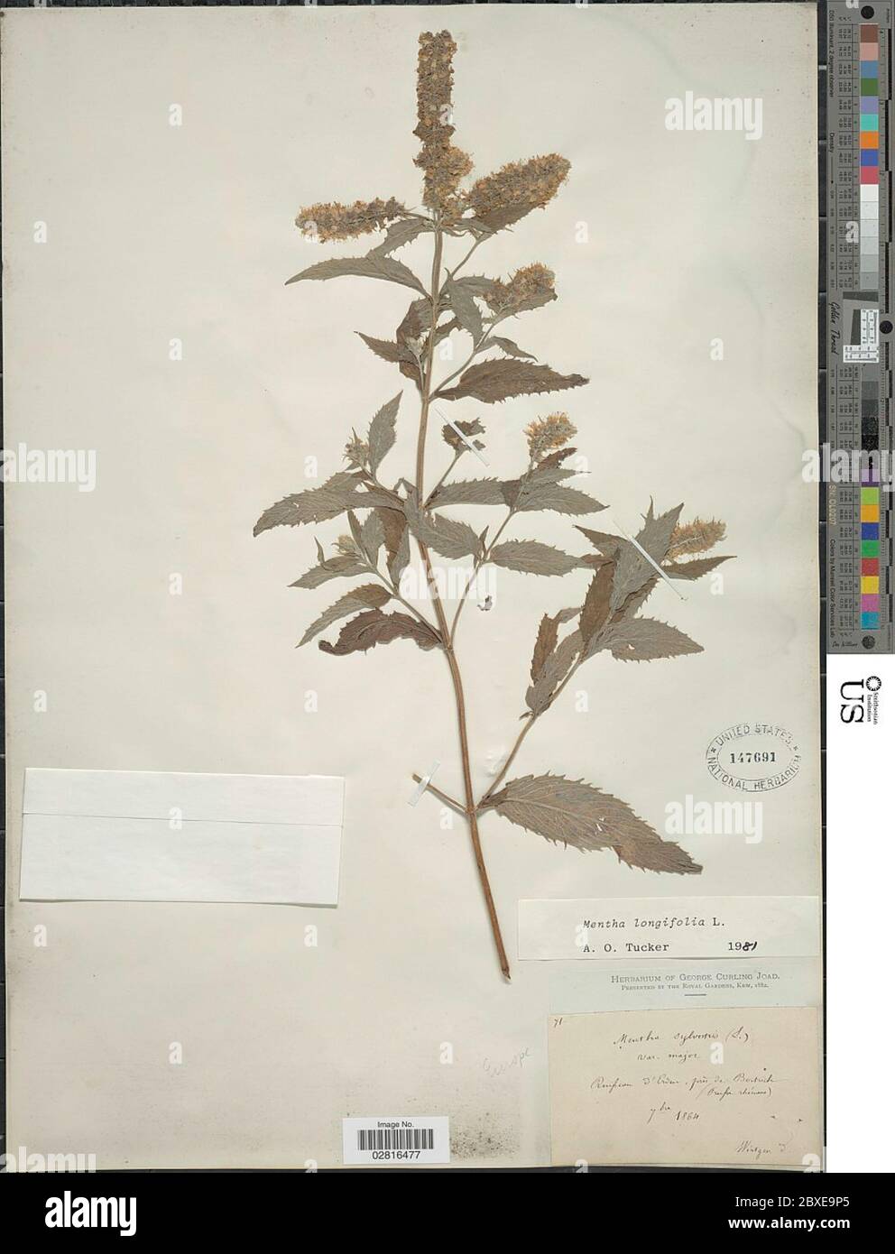 Mentha longifolia Mentha longifolia Stock Photo - Alamy