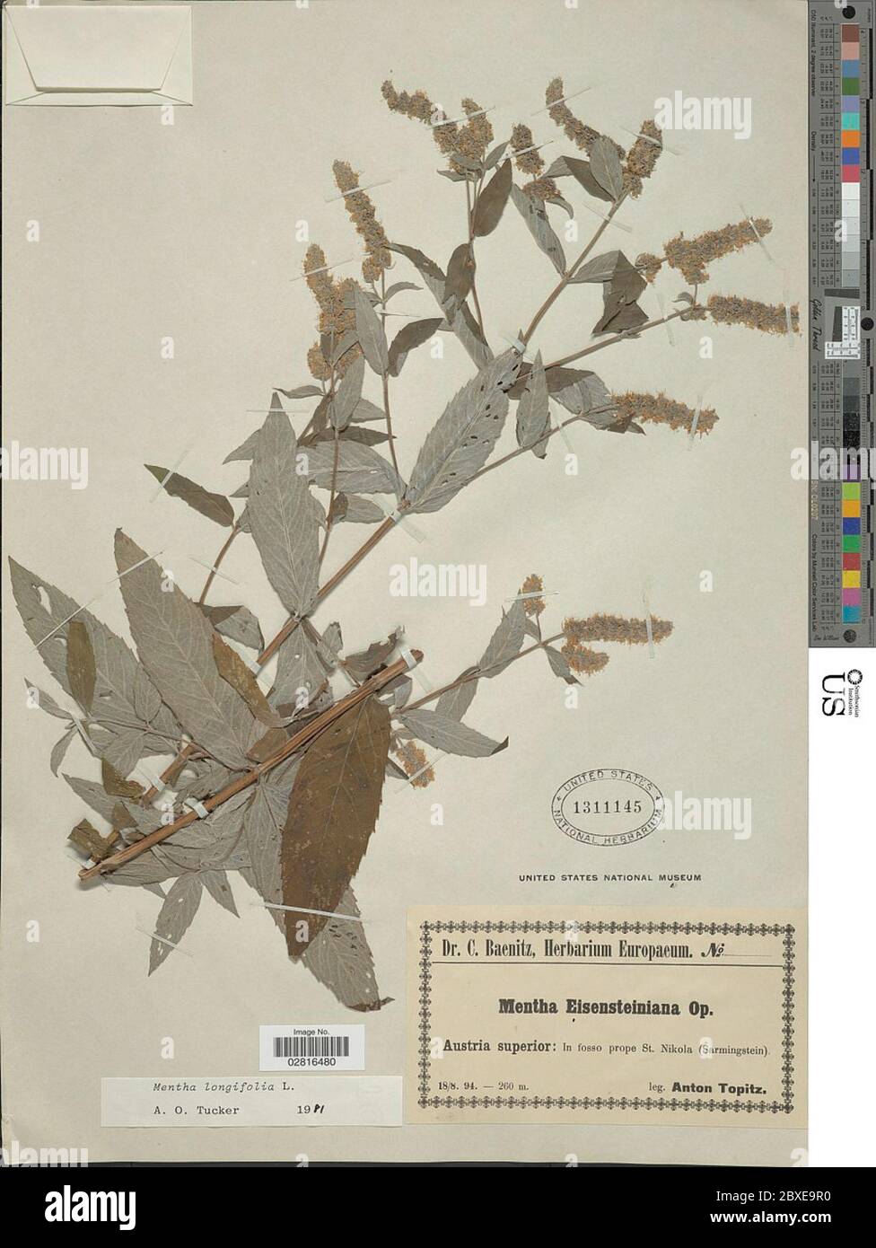 Mentha longifolia Mentha longifolia Stock Photo - Alamy