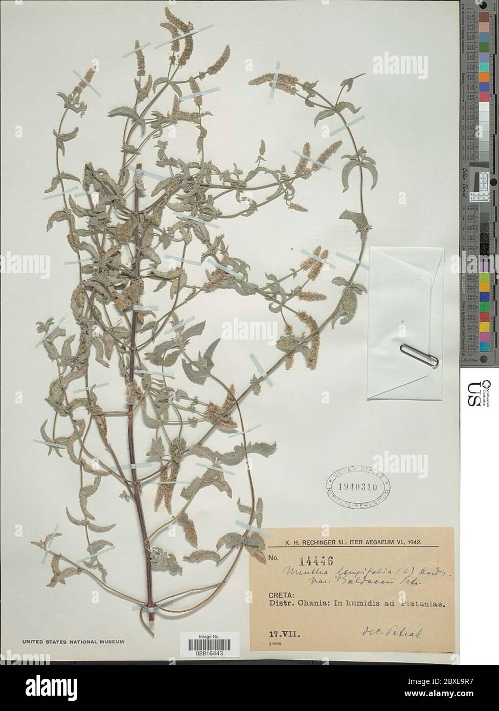 Mentha longifolia Mentha longifolia Stock Photo - Alamy