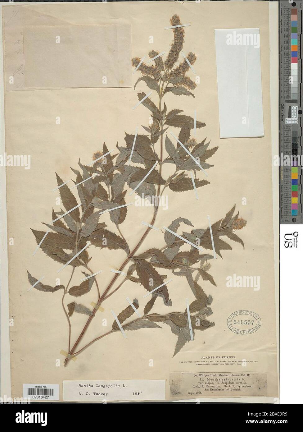 Mentha longifolia Mentha longifolia Stock Photo - Alamy