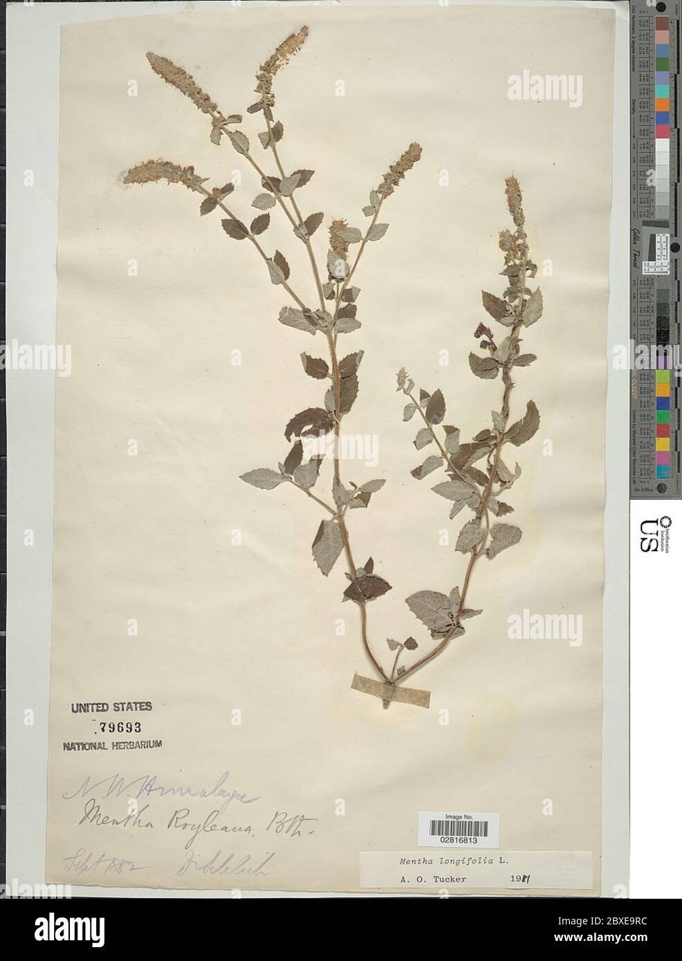 Mentha longifolia Mentha longifolia Stock Photo - Alamy