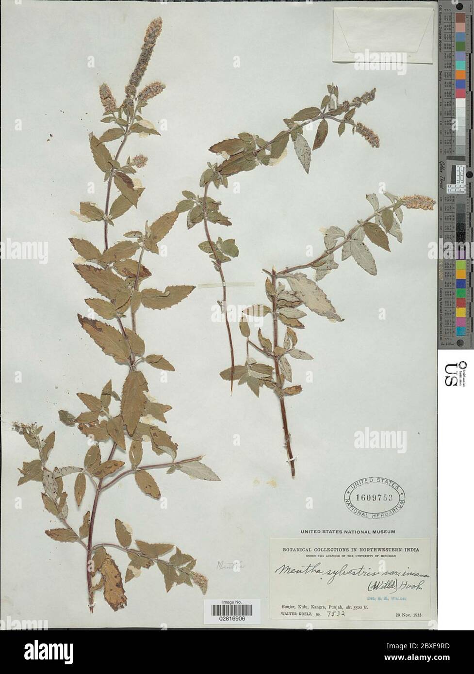 Mentha sylvestris plant hi-res stock photography and images - Alamy