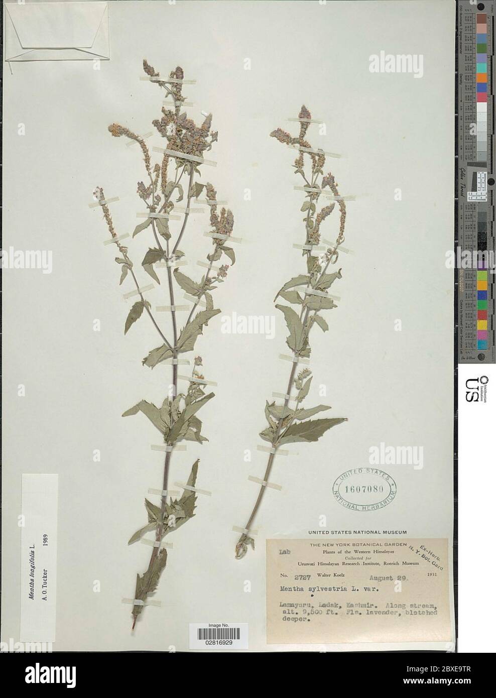 Mentha longifolia Mentha longifolia Stock Photo - Alamy