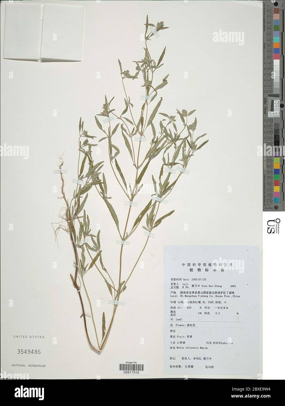 Mosla hi-res stock photography and images - Alamy