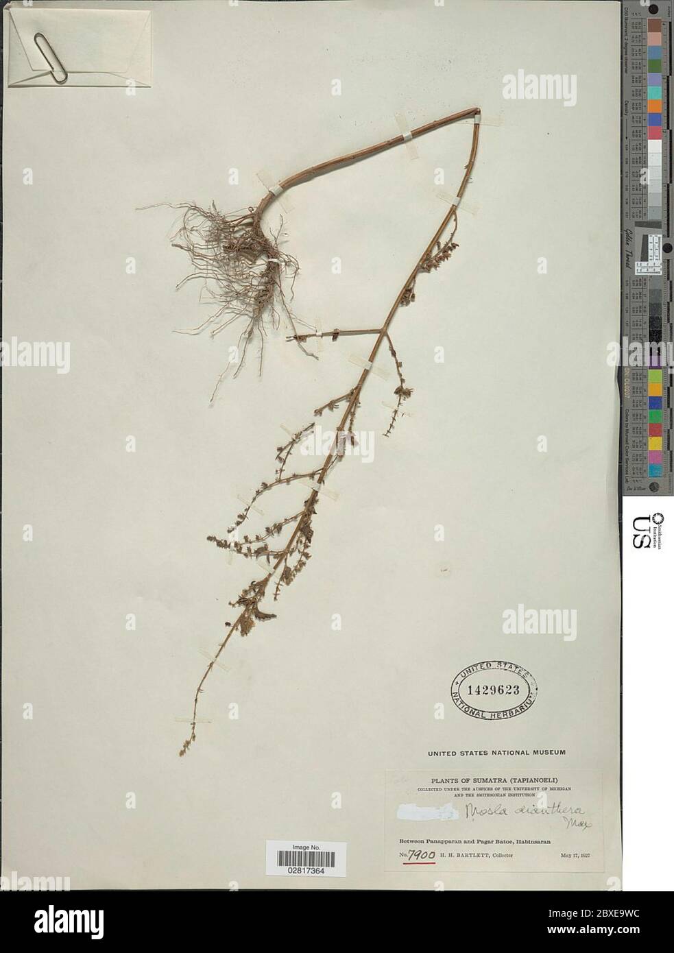 Mosla dianthera Roxb Maxim Mosla dianthera Roxb Maxim Stock Photo - Alamy