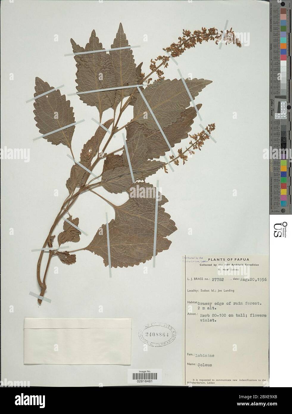 Plectranthus sp Plectranthus sp Stock Photo - Alamy