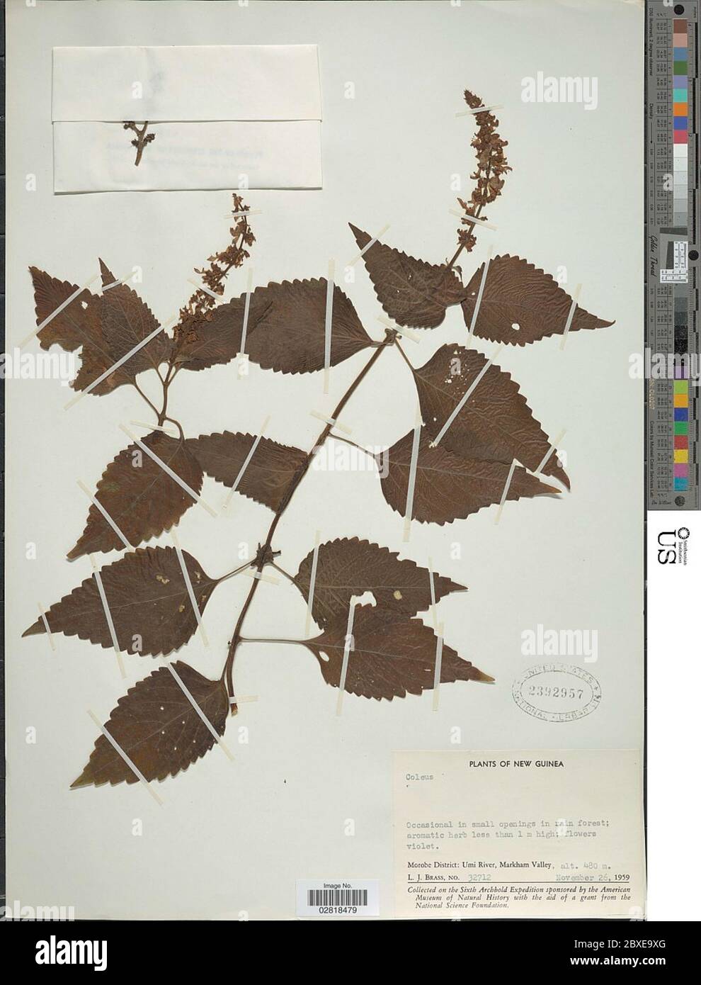 Plectranthus sp hi-res stock photography and images - Alamy