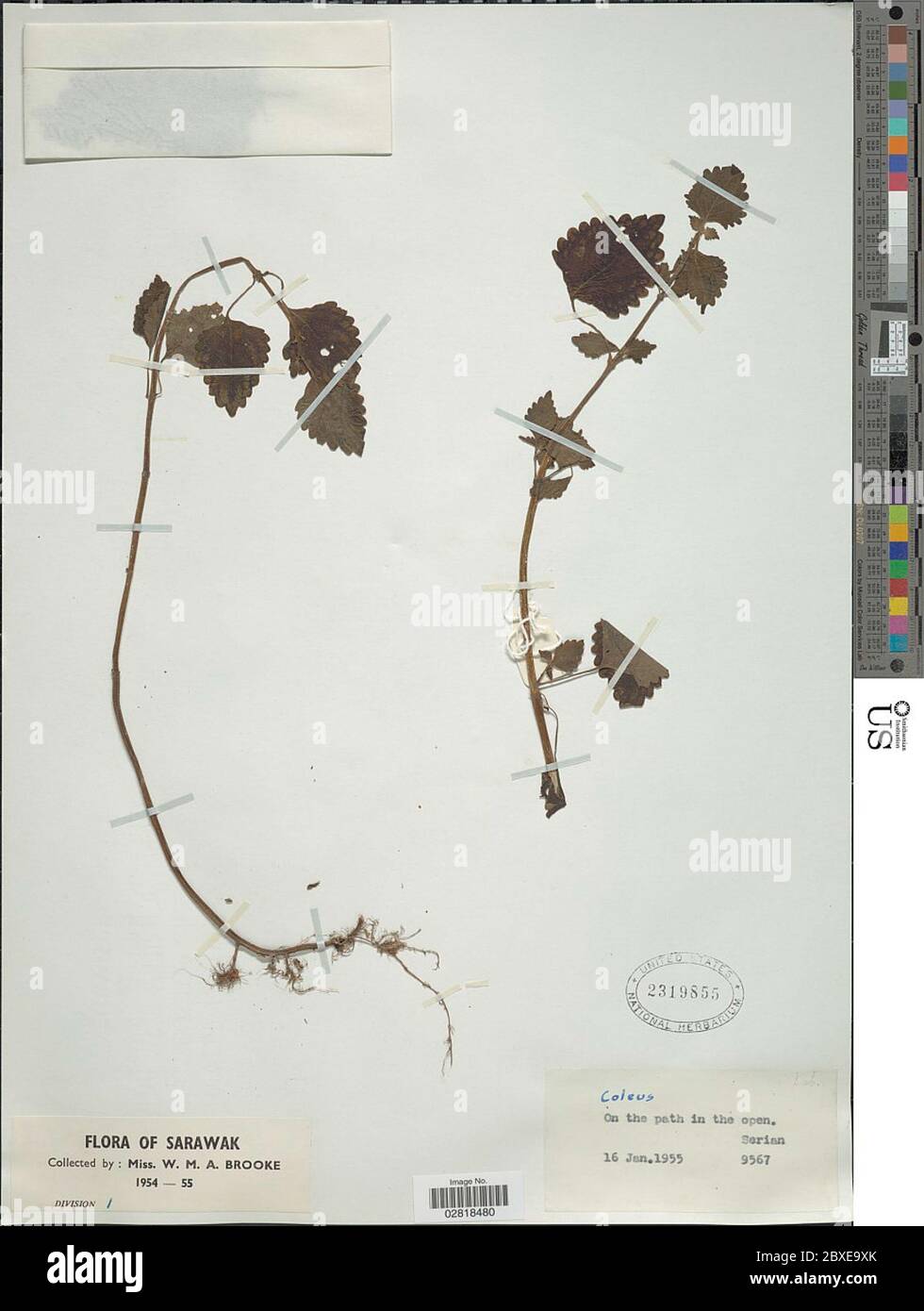 Plectranthus sp hi-res stock photography and images - Alamy