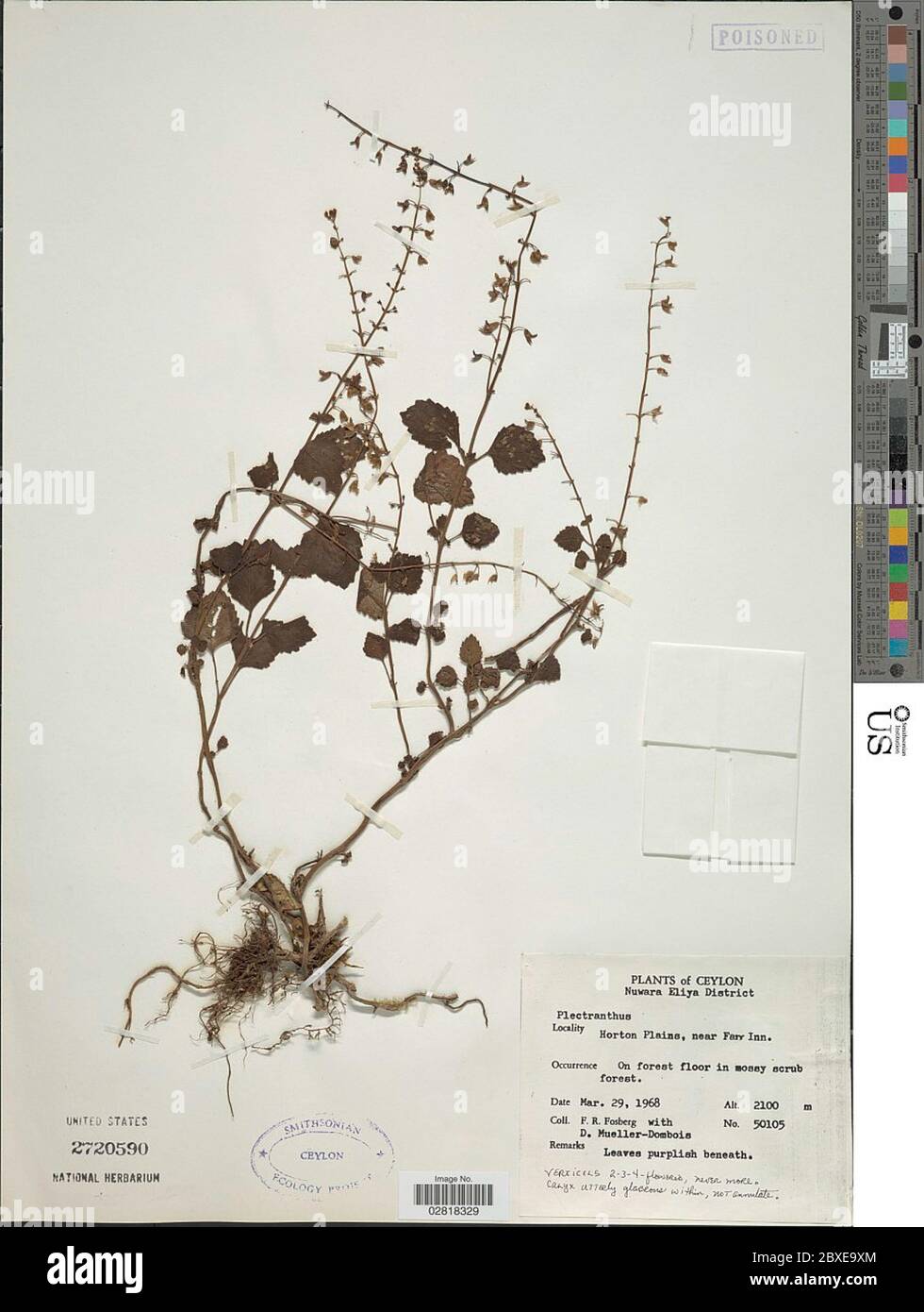 Plectranthus sp Plectranthus sp Stock Photo - Alamy