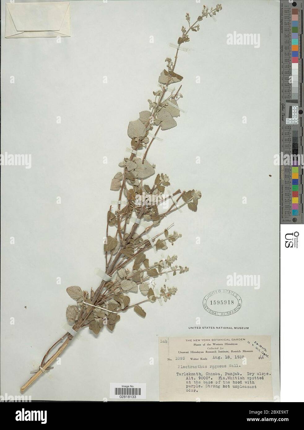 Plectranthus rugosus Wall ex Benth Plectranthus rugosus Wall ex Benth ...