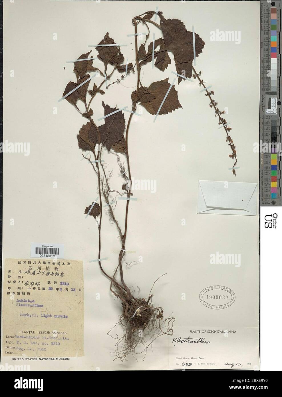 Plectranthus sp Plectranthus sp Stock Photo - Alamy