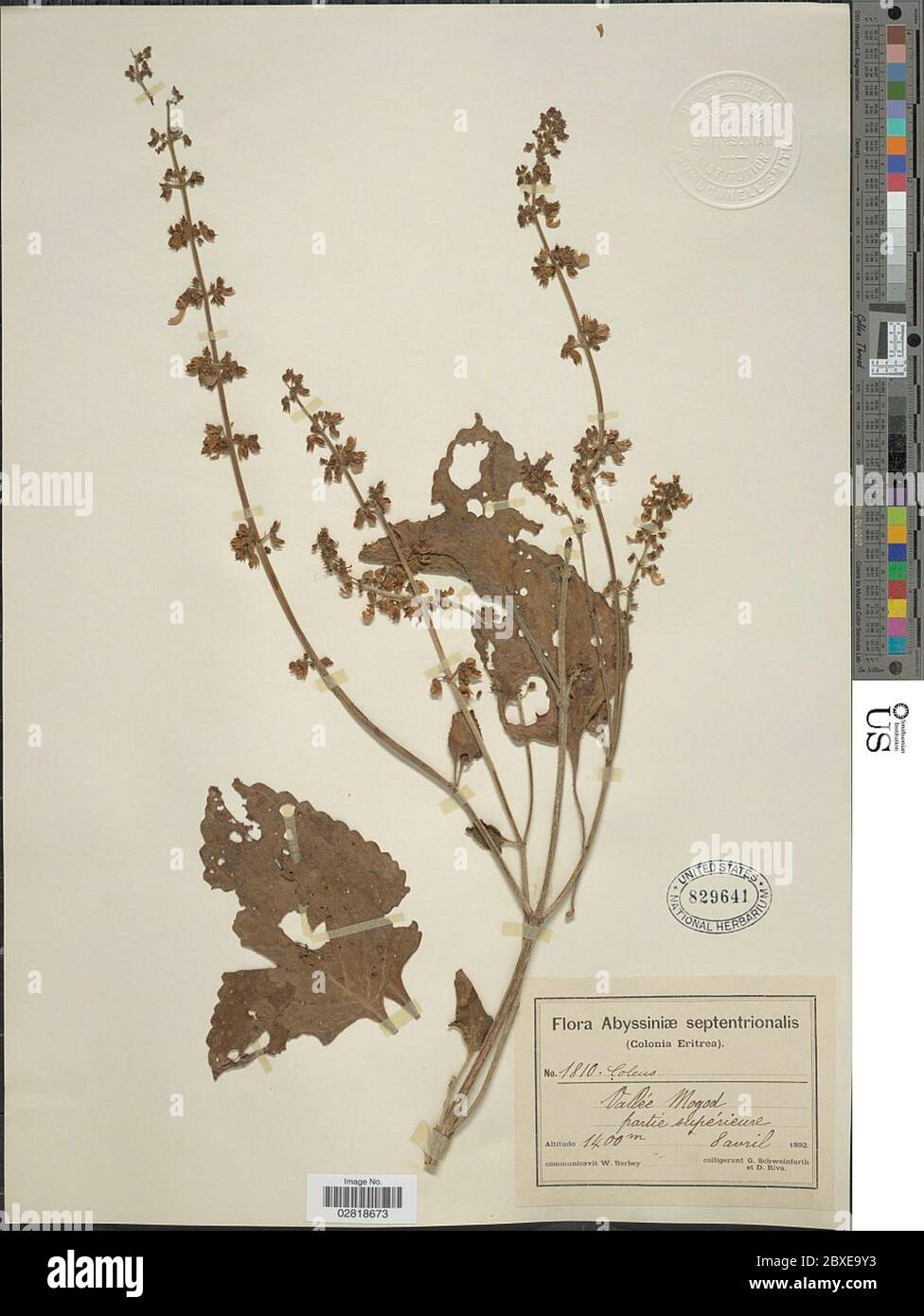 Plectranthus sp Plectranthus sp Stock Photo - Alamy