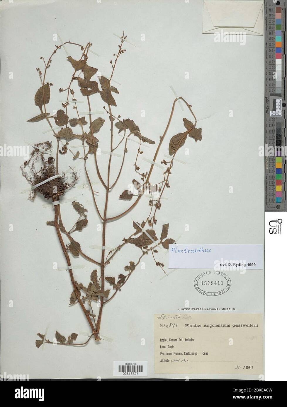 Plectranthus sp Plectranthus sp Stock Photo - Alamy