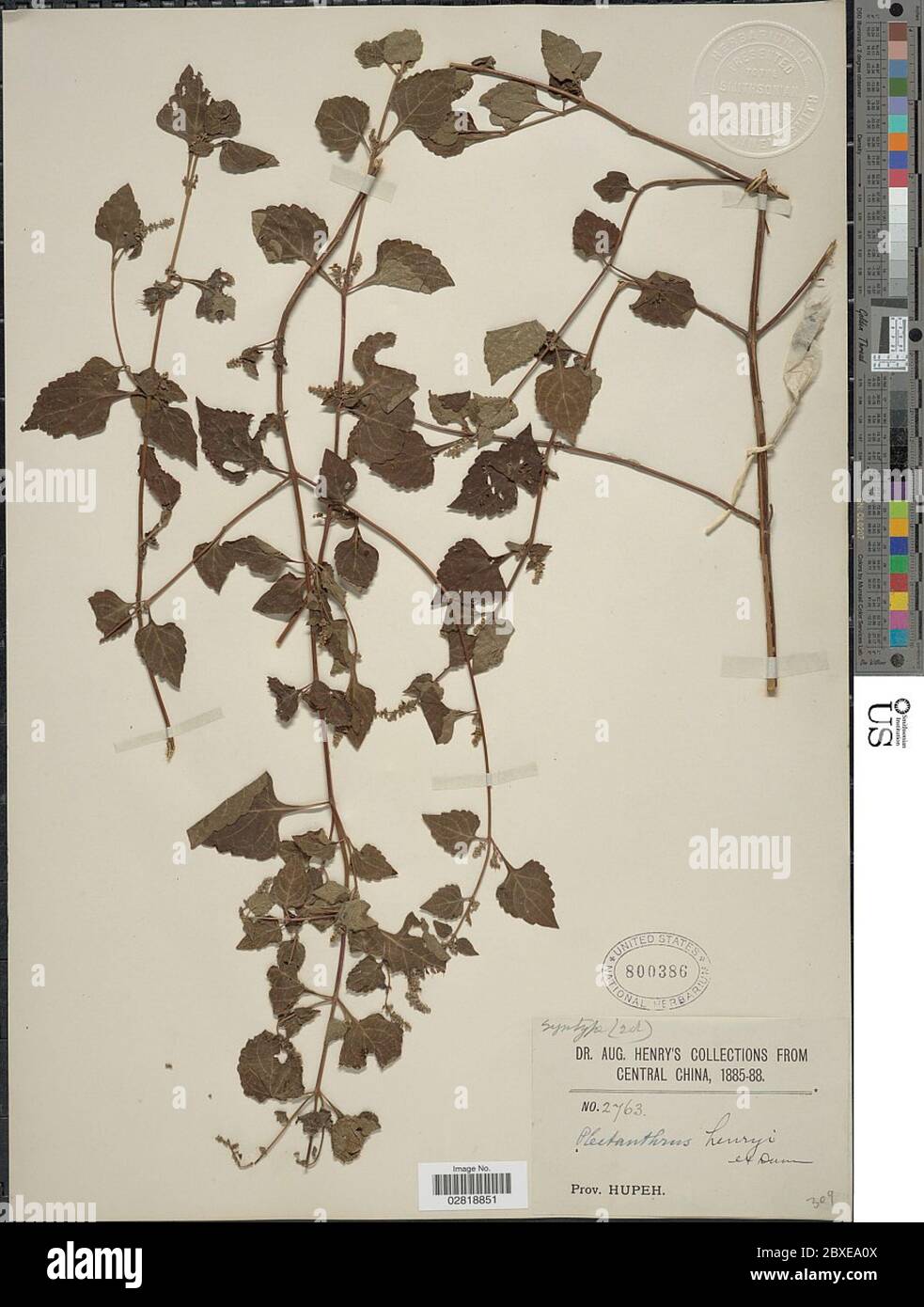 Isodon hi-res stock photography and images - Alamy