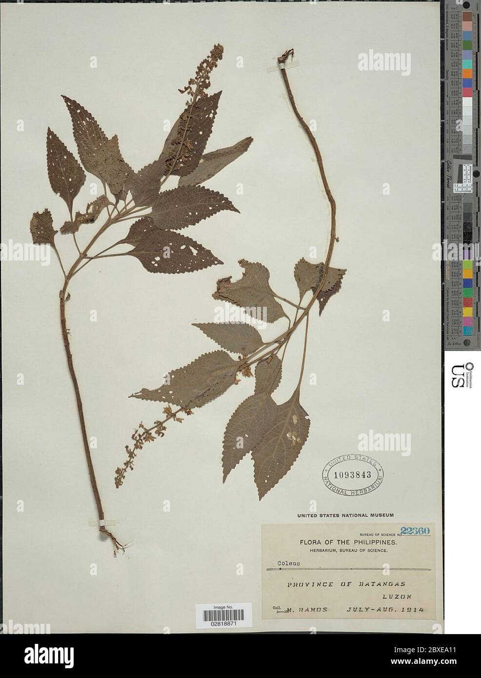 Plectranthus sp Plectranthus sp Stock Photo - Alamy